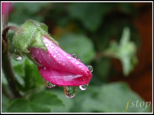 Close Up And Macro Photography Fstop Training 