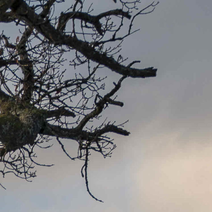 Tree Branches - fstop Training